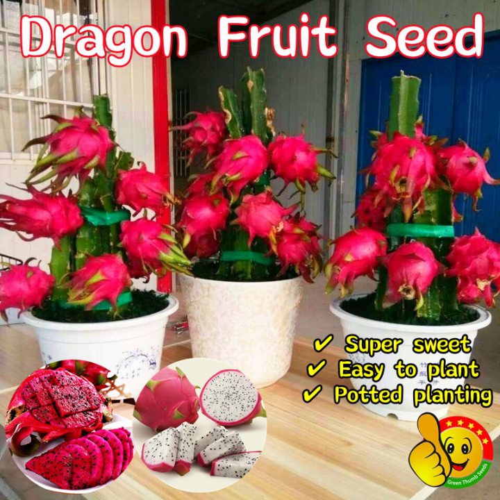 100% Original Sweet Pitaya Seeds Dragon Fruit Seeds for Planting 火龙果种子 ...