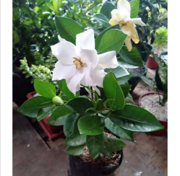GARDENIA "ROSAL" live plant (Gardenia angustifolia) FLOWERING STAGES | Lazada PH