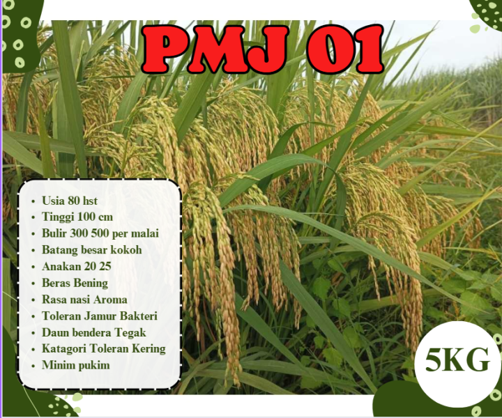 Biji Padi Unggul PMJ 01 (5KG) | Lazada Indonesia
