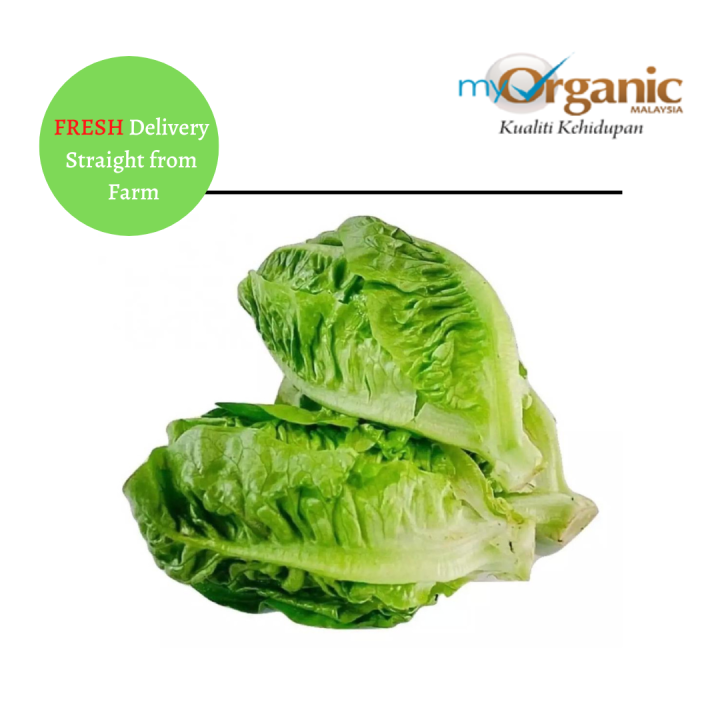 Organic Mini Cos Lettuce Cameron Highlands 500gm± 金马仑有机油麦胆 (Delivery ...