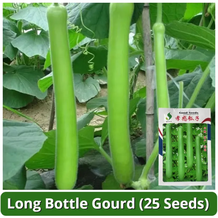 High Yield Upo Seeds Hybrid Long Bottle Gourd Seeds (25 Seed) Upo Seeds ...