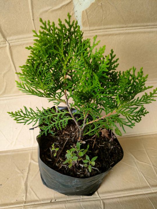 Cypress Pine Tree Plant - Real or Live Plant - Ready to Plant | Lazada PH