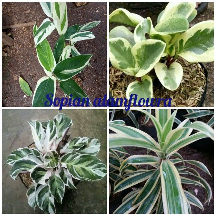 tanaman hias 4 macam - varigata - parigata - farigata - paketan ...