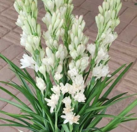 Tuberose, also known as night flower, is a white double flowering seed ...