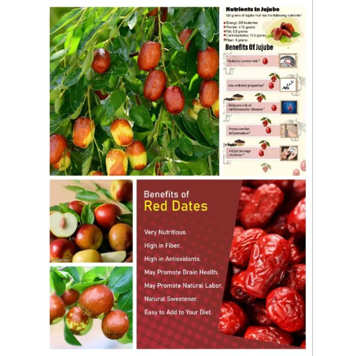 KKB Chinese Jujube, Ziziphus jujuba, Red Dates, Chocolate Jujube ...