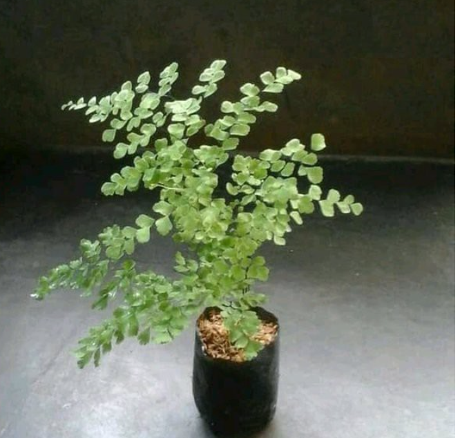 Tanaman Hias Suplir / tanaman suplir | Lazada Indonesia