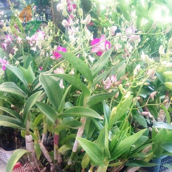 Tanaman Bunga Anggrek Aneka Warna | Lazada Indonesia