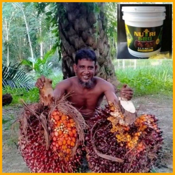 Baja Npk Nutrigro 10kg Pakej Beli Banyak 3 Sudu/pokok (semmal) | Lazada