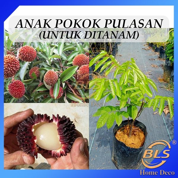 Anak Pokok Pulasan Untuk Ditanam Pokok Hidup Real Live Plant Pulasan ...
