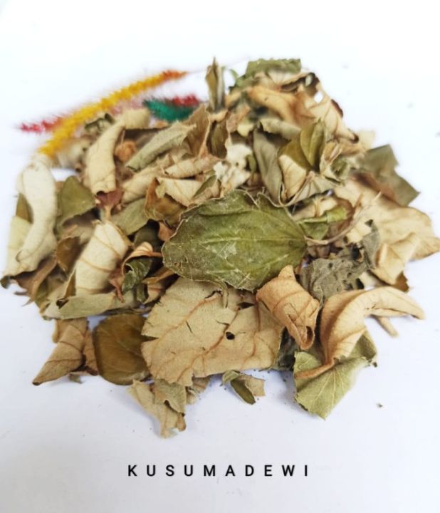 Daun Bidara Kering / Widara 500 gram | Lazada Indonesia