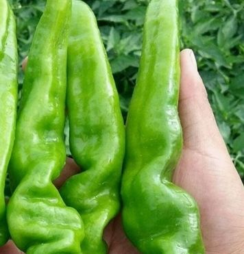 Hot screw pepper seeds high yield pepper seeds spring and autumn ...