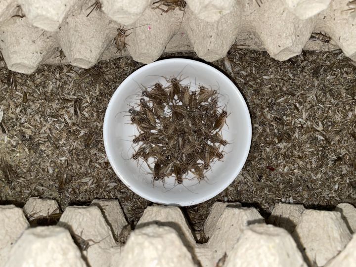 Live Feeders Pinhead Crickets | Lazada Singapore