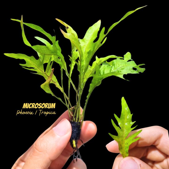 รากดำ ฟินิกซ์/ทรอปิก้า จาวาเฟิร์นขนนก - MICROSORUM SP. ‘PHOENIX’ ต้นไม้ ...