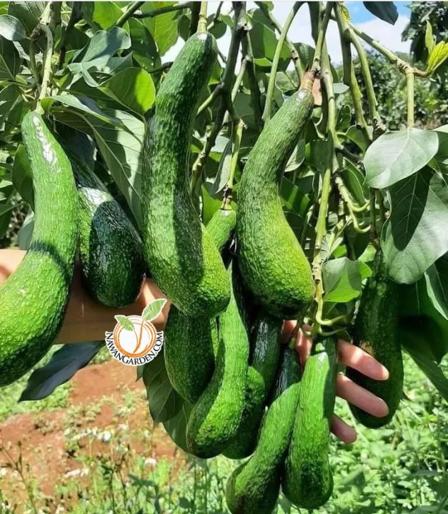 PROMOTION PRICE CNY [HOT SELLING]Pokok Avocado HYBRID Vietnam A034 ...