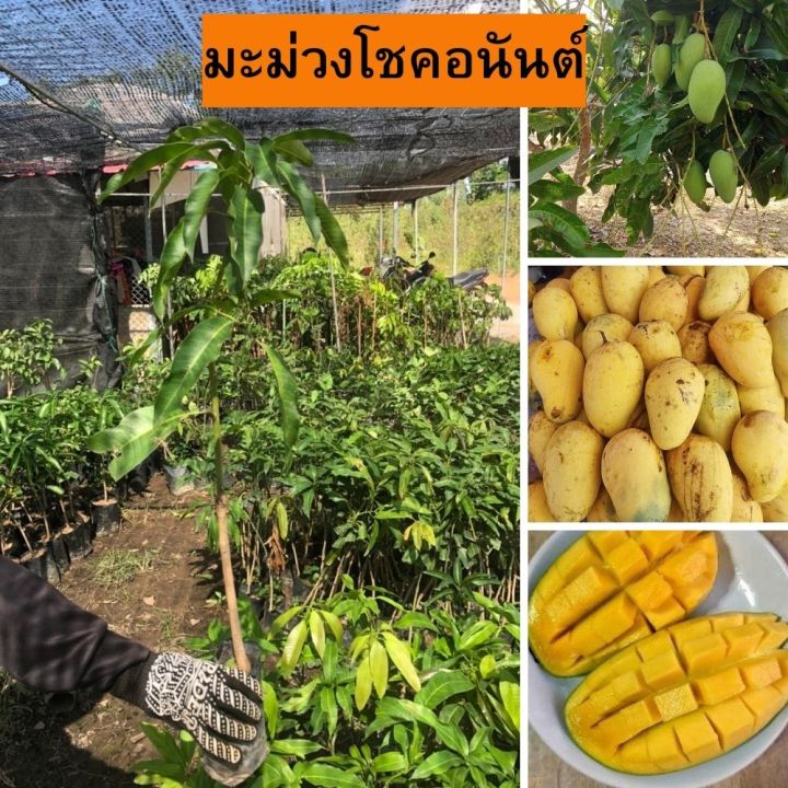 🥭มะม่วงโชคอนันต์🥭 🥭ผลสุกรสชาติหวานหอมมีเส้นใยหรือเสี้ยนเล็กน้อย ออกผล ...