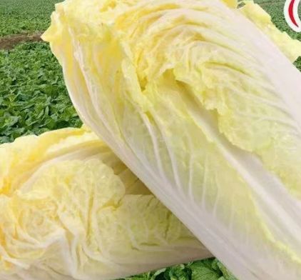 Baby cabbage seeds Baby cabbage seeds Yellow heart baby cabbage seeds ...
