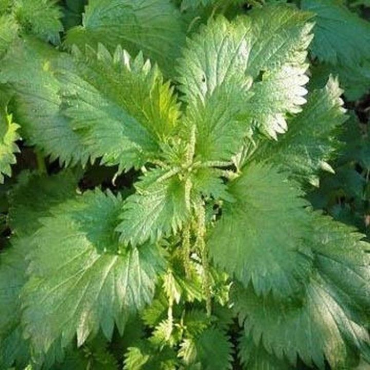 Stinging Nettle Urtica Dioica Seeds | Lazada PH