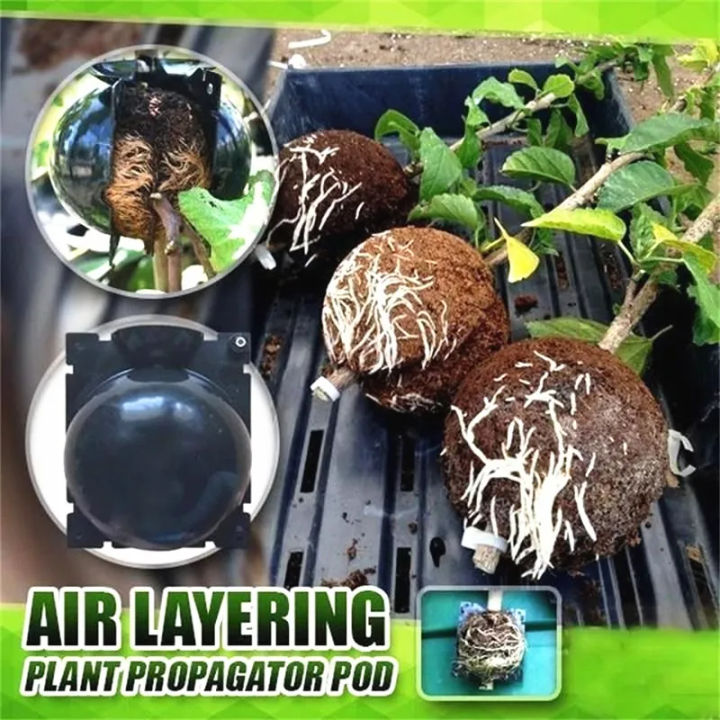 Plant Rooting Ball Plastic | Lazada PH
