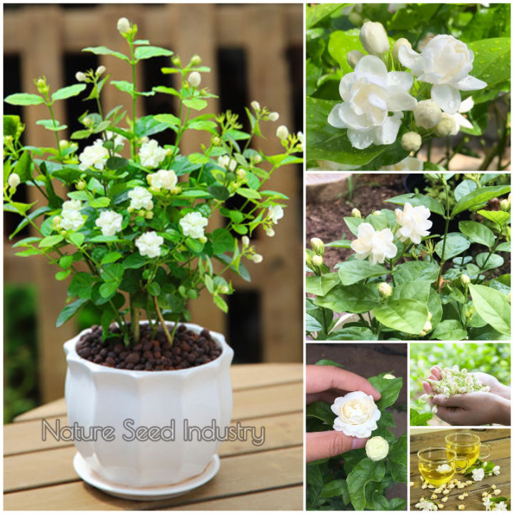 [Fast Germination] 50pcs Jasmine Seeds for Planting Bonsai Flowering ...