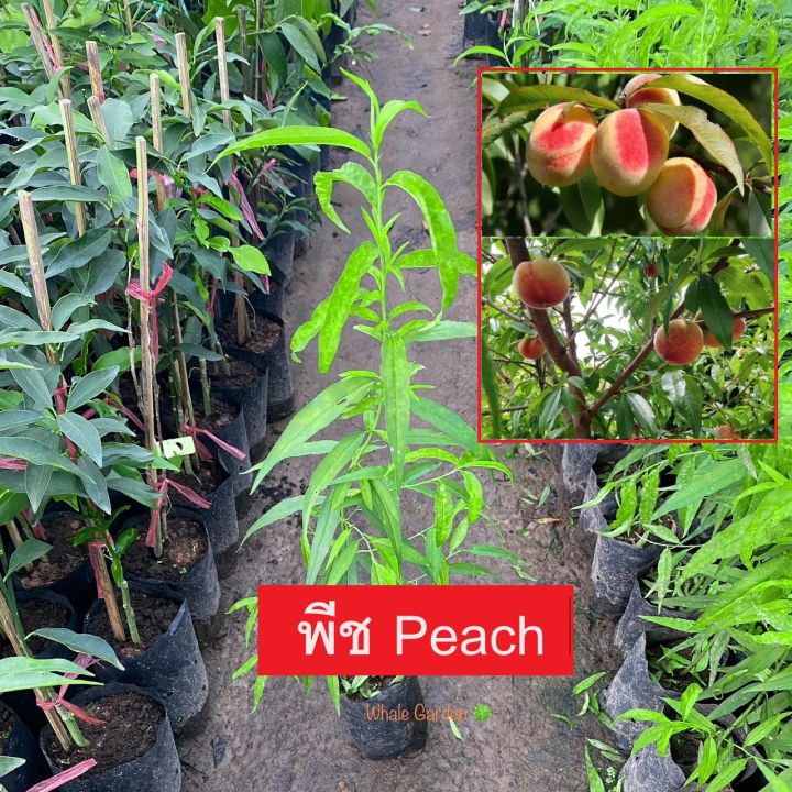 ต้นพีช ลูกท้อ ลูกพีช (Peach) พันธุ์เรดท๊อป (Red Top Peaches) ไม้ผล นิยม ...