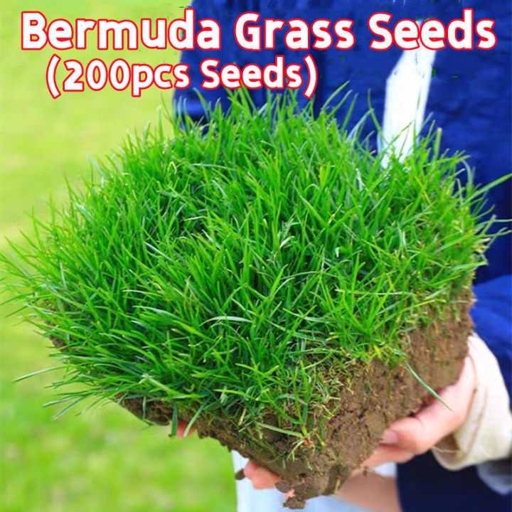 100% Fresh 200pcs Bermuda Grass Seeds Fast Germination Lawn Seeds for ...