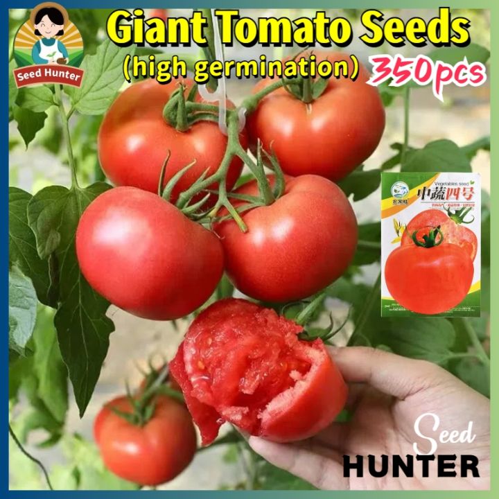High Yield Fresh Giant Tomato Seeds for Planting Vegetables Plants ...