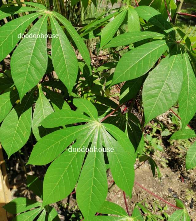 READY STOCK(10 BATANG DAUN FREE 2) Pucuk ubi kayu Daun 木薯叶 Pucuk daun ... READY STOCK(10 BATANG DAUN FREE 2) Pucuk ubi kayu Daun 木薯叶 Pucuk daun ...