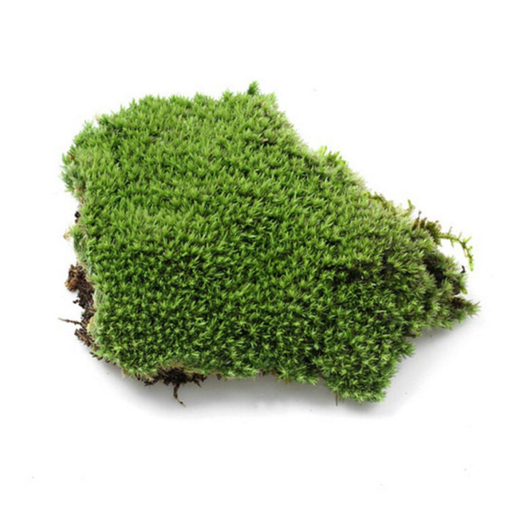 Micro Landscape Plant Moss Fresh Moss White Hair Moss Small White Hair ...