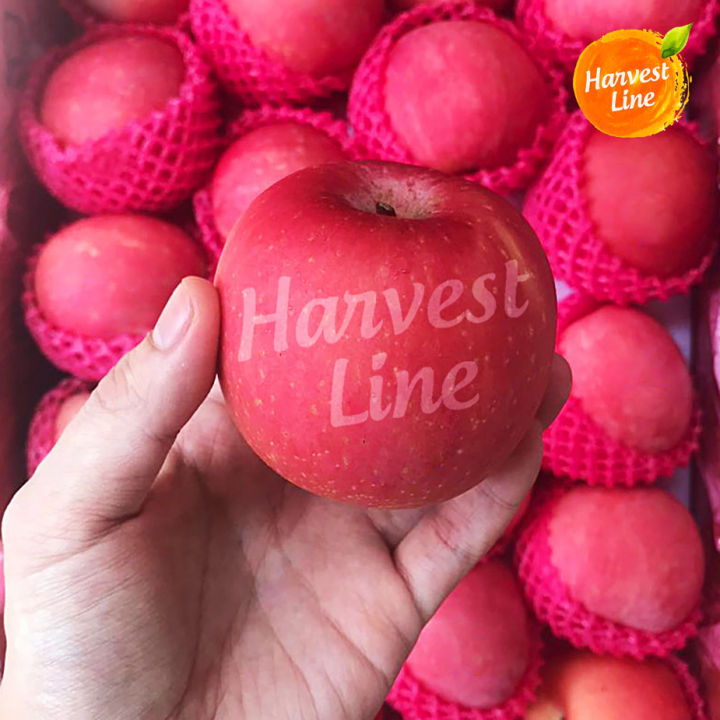 BUAH APEL FUJI PREMIUM 500gr 1kg , HARVEST LINE | Lazada Indonesia