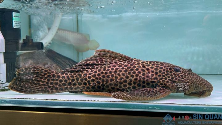 Pleco L234 /Megalancistrus parananus /Rare /Pleco /Freshwater 帝王黄钻异型 ...