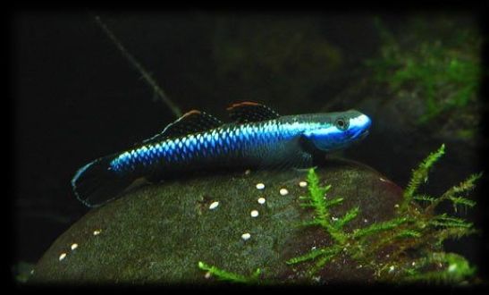 【Su's Aquatic】 BLUE NEON GOBY / OPAL CLING GOBY - 蓝面电光蝦虎 【 #PDSA8059 ...