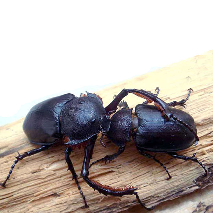 Turkey Long-arm Scarab Unicorn Beetle Pet Larvae Adult Jidou Insect ...