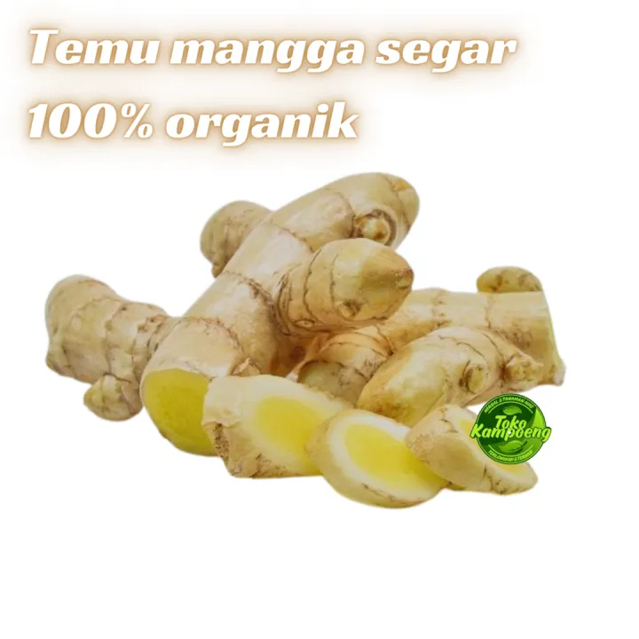 Temu mangga segar 1kg - Kunyit mangga organik | Lazada Indonesia