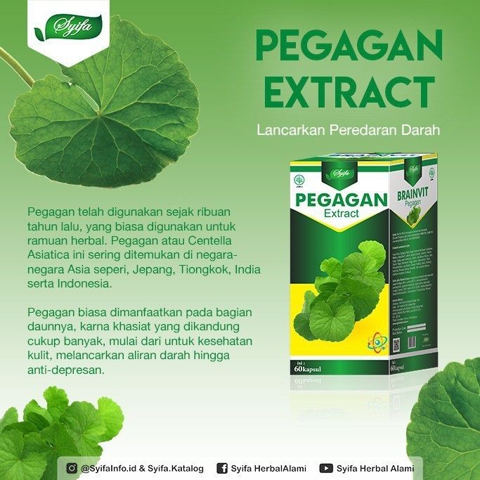 pegagan syifa Obat Stroke Ringan Hipertensi Jantung Kolesterol Kemasan ...