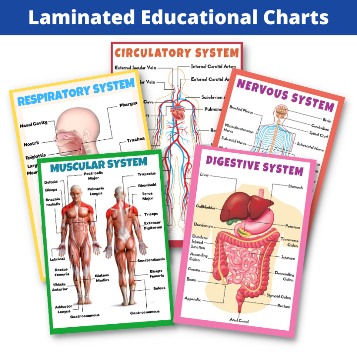 Laminated Digestive System, Nervous System, Respiratory System ...