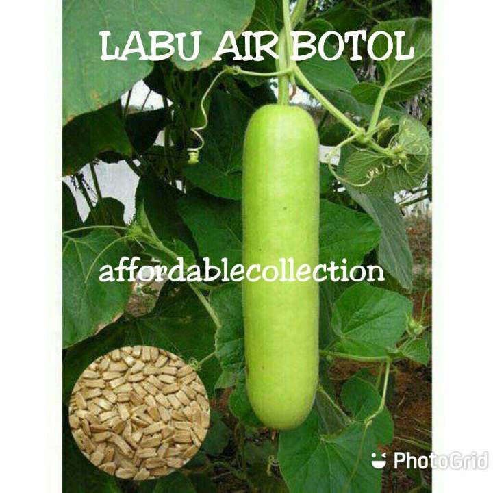 Hybrid High Yield Bottle Gourd Seed / Biji Benih Sayur Labu Air Botol ...