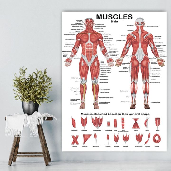【HOT SALE】 Muscular System Anatomical Chart Muscle Anatomy Poster 19.69 ...