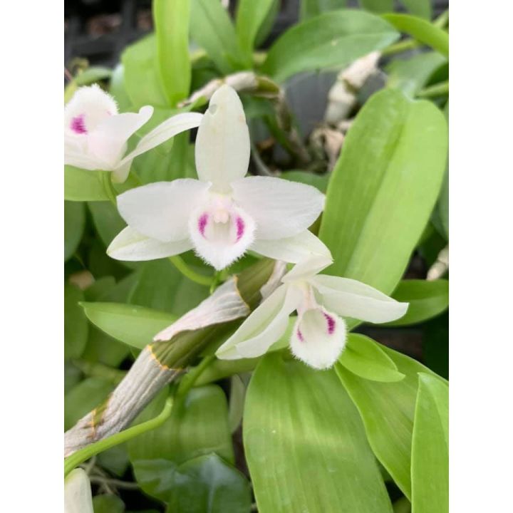 Sản phẩm lan phi điệp, Hoa lan trầm 5 cánh trắng Đài Loan DL112 , cây ...