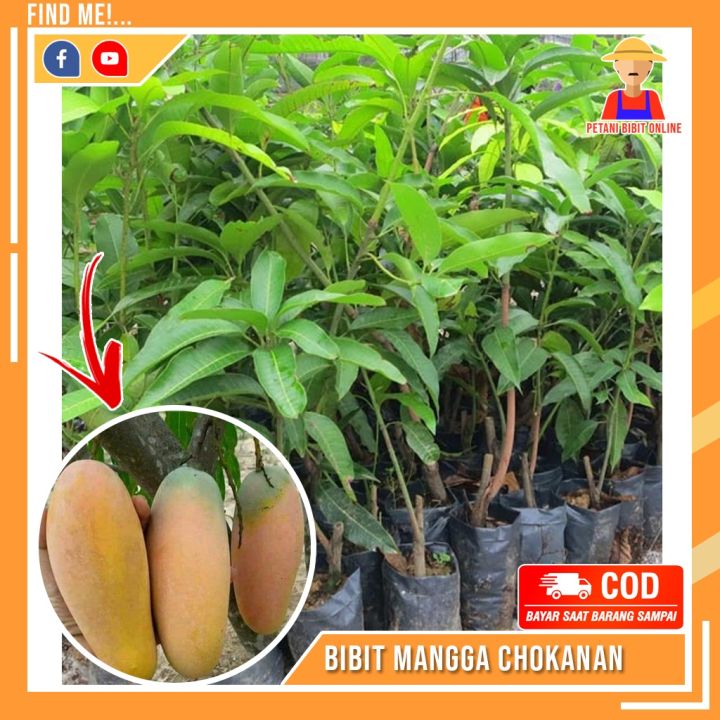 KWALITAS TERBAIK Bibit Tanaman Buah Mangga Chokanan | Lazada Indonesia KWALITAS TERBAIK Bibit Tanaman Buah Mangga Chokanan | Lazada Indonesia