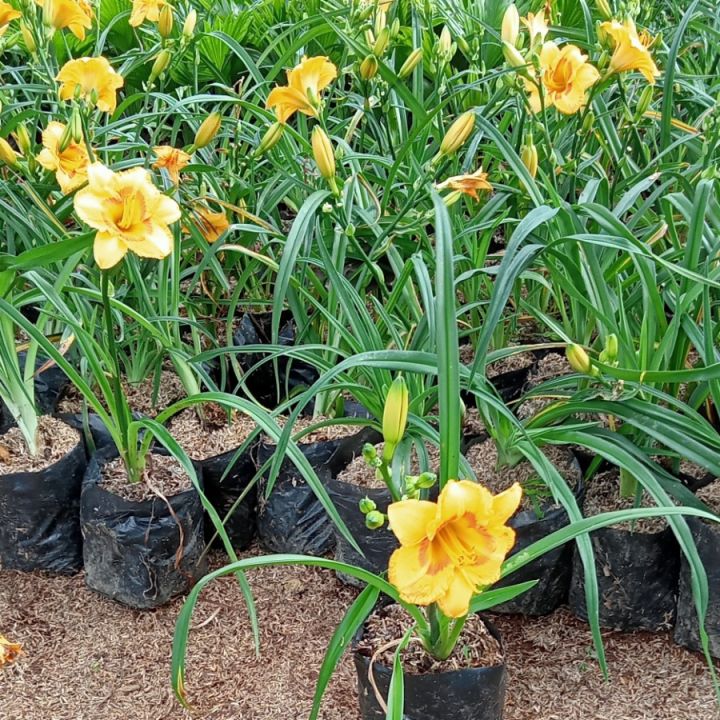 tanaman hias lily bunga kuning - Tanaman hias bunga lily day kuning ...