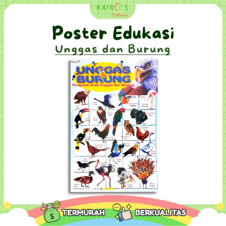 Poster Edukasi Belajar Unggas & Burung | Lazada Indonesia