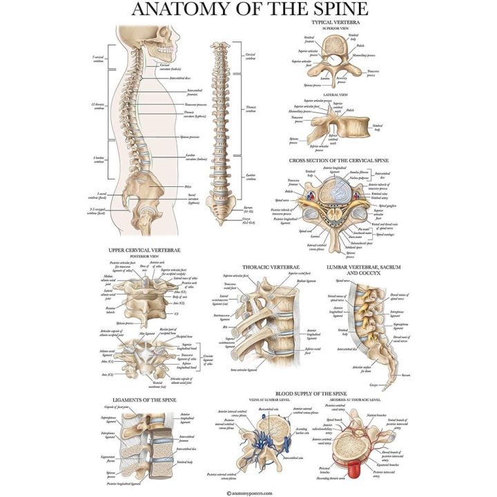 Anatomy of the Spine Poster Laminated Spinal Anatomical Chart WALL ...