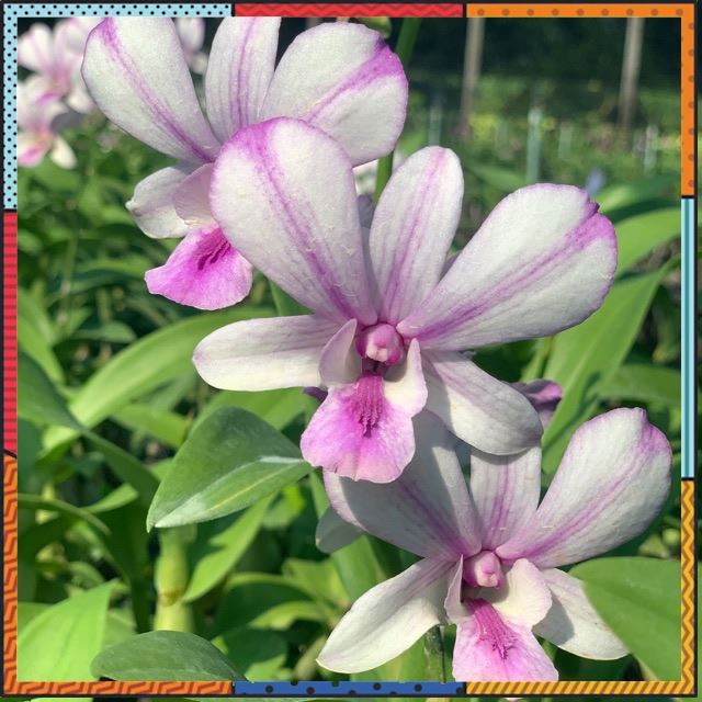 กล้วยไม้หวาย ป็อปอาย Den.Popeye สินค้ามีจำนวนจำกัด | Lazada.co.th