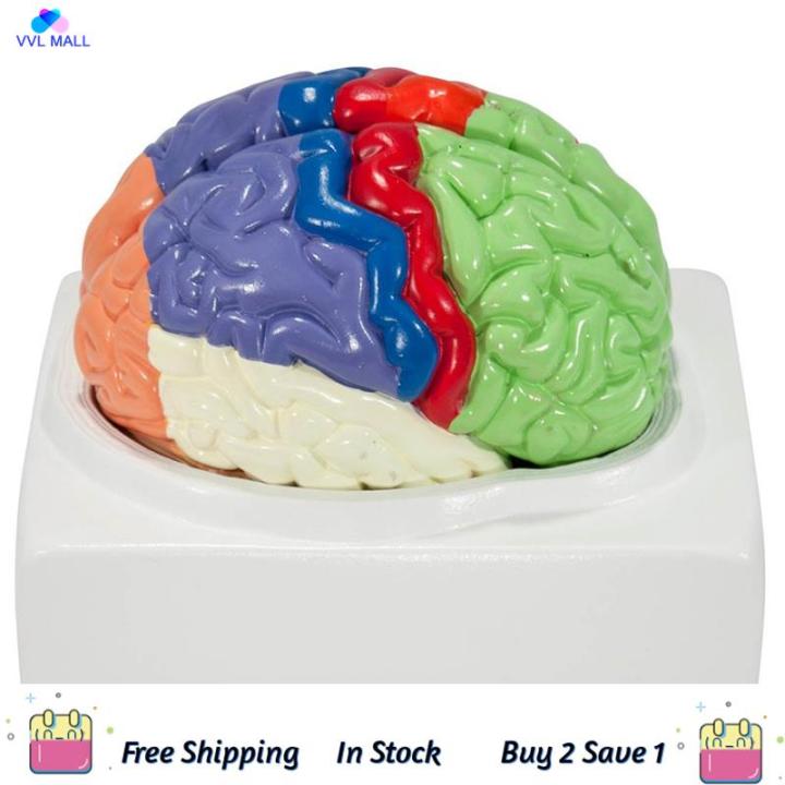 【VVL】-Human Brain Model Anatomy with Colored and Labeled Regions, 2 ...