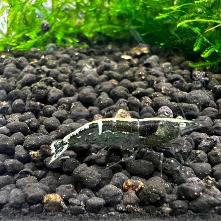 【Su's Aquatic】 MALAYA SHRIMP - 马来亚黑壳米蝦 | Lazada