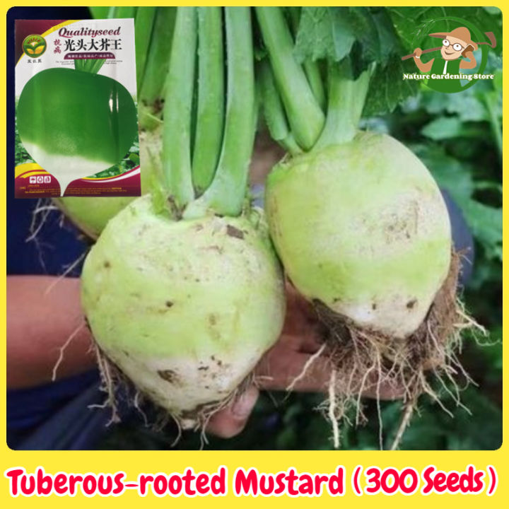 Fresh Organic Tuberous-rooted Mustard Seeds for Planting (300 Seeds ...