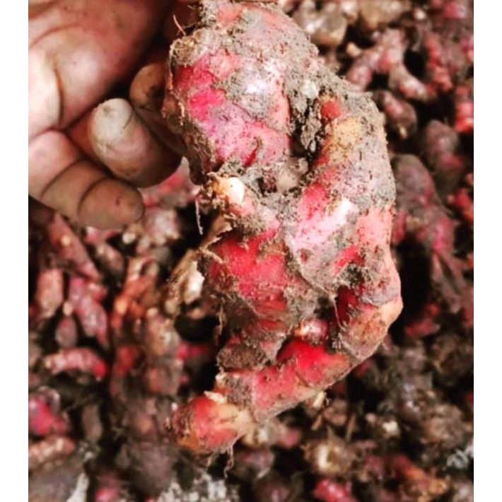 Jahe merah 1 kg | Lazada Indonesia
