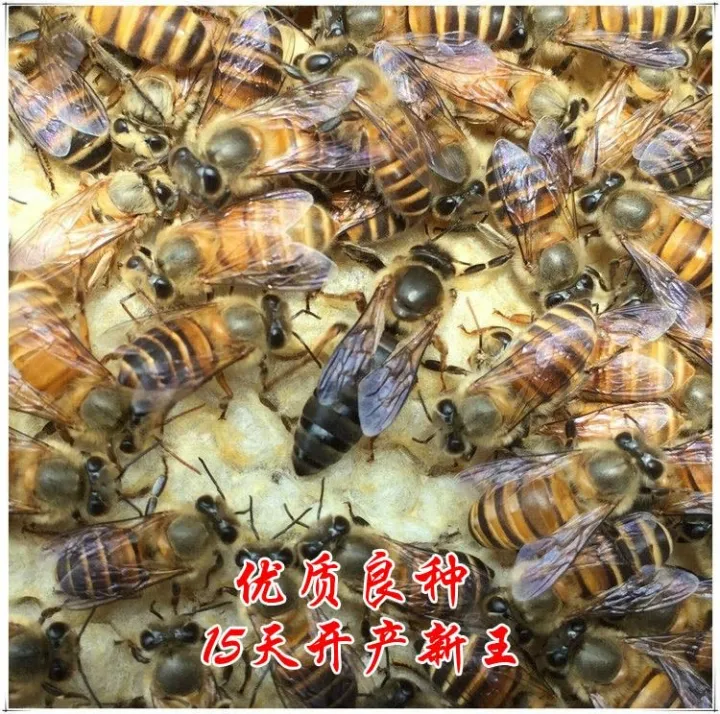 Chinese bee colony with king bee living cultivation novice trial ...
