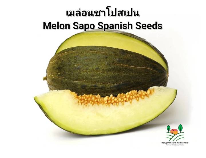 เมล่อน SAPO สเปน Melon Sapo Spanish Seeds เมล็ดพันธุ์เมล่อนนำเข้าจาก ...