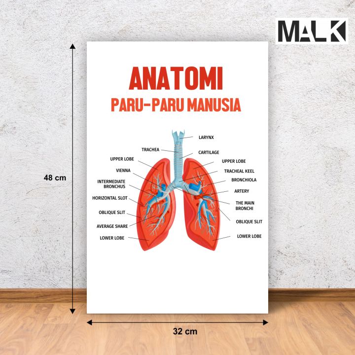 Poster ANATOMI PARU PARU MANUSIA | Lazada Indonesia
